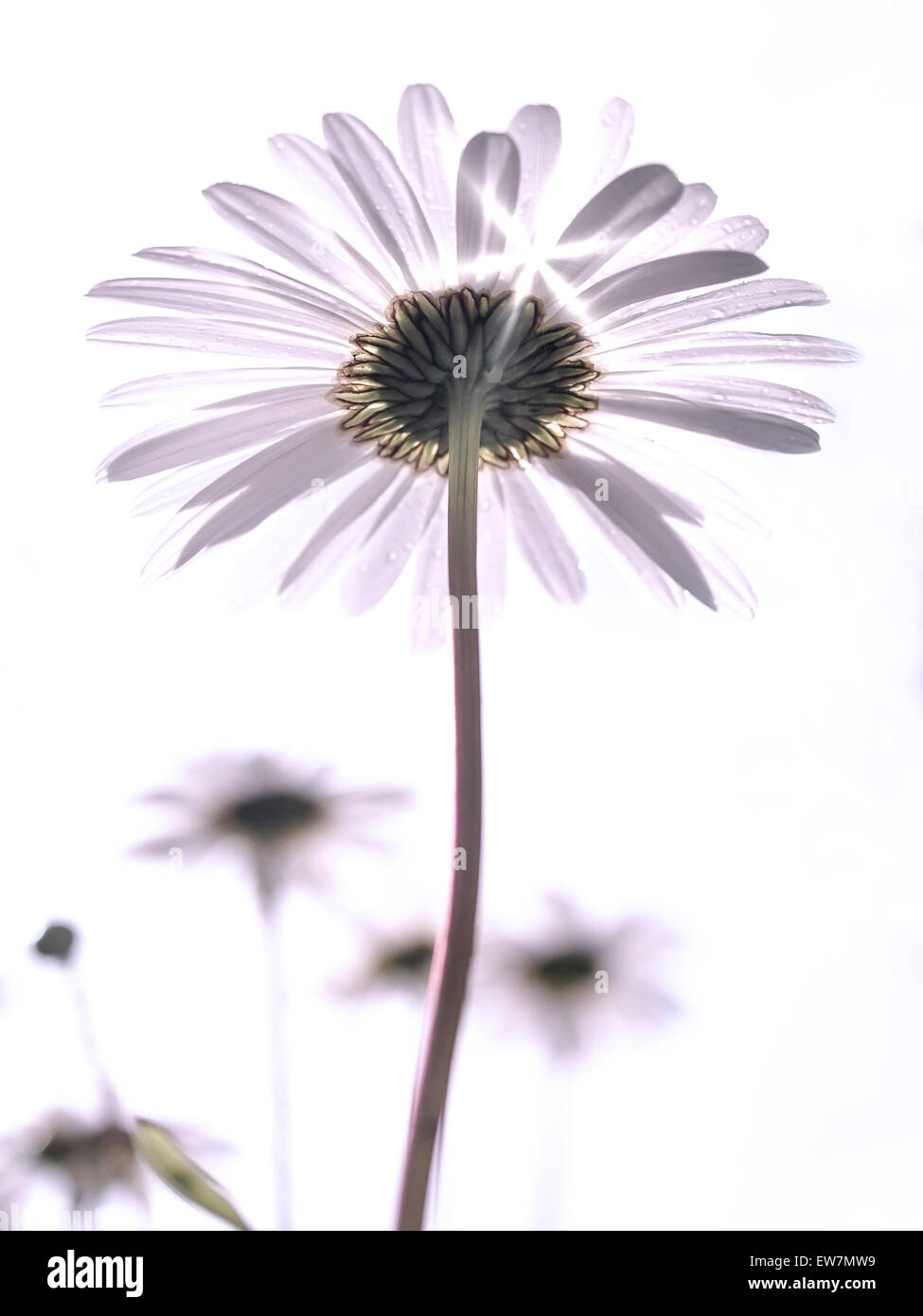 Daisy with stem hi-res stock photography and images - Alamy