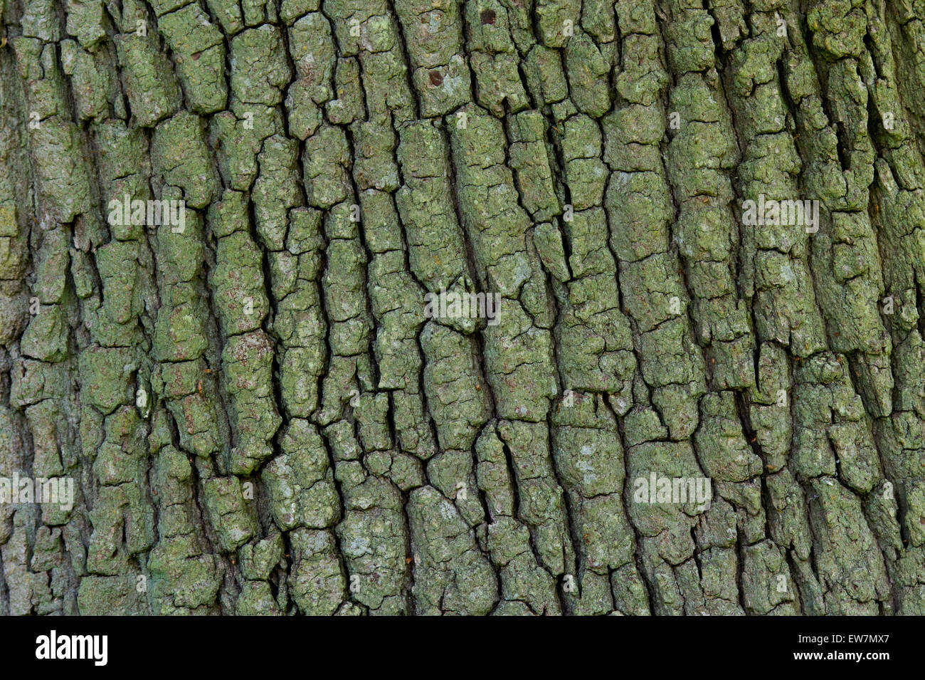 Cracks in bark hi-res stock photography and images - Alamy