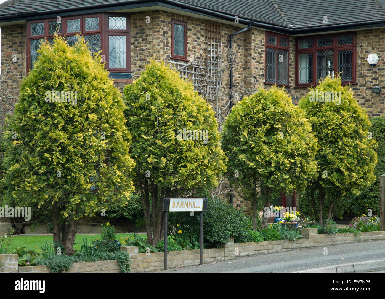 Bushes in front garden of detached house Stock Photo - Alamy