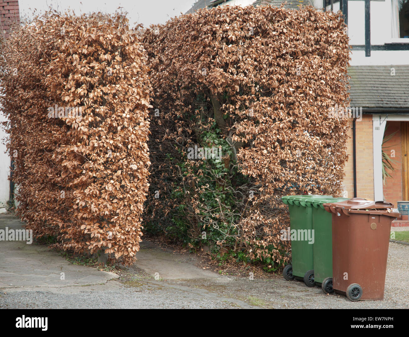 Domestic Refuse bins outside a house Stock Photo - Alamy