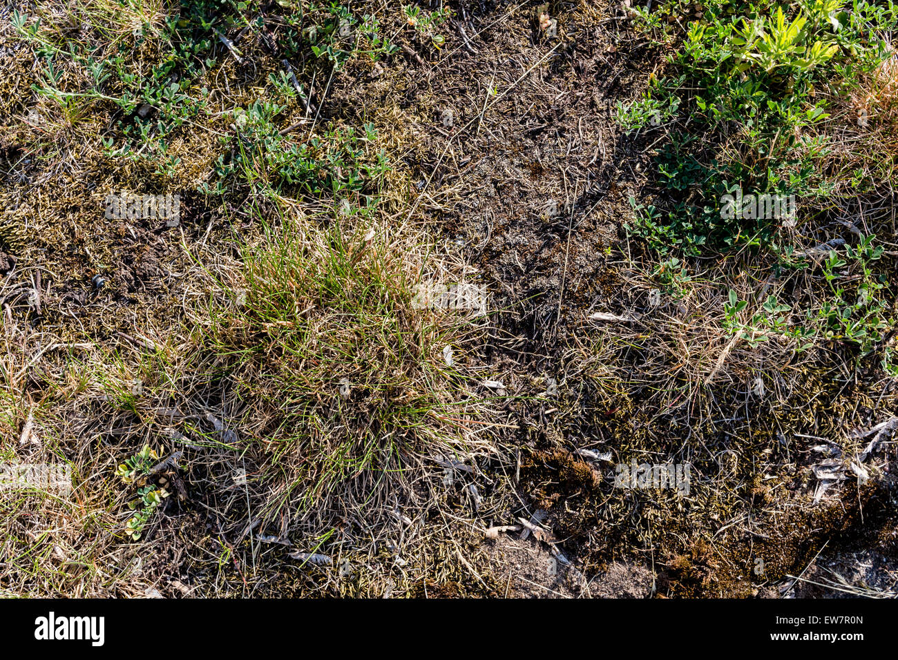 Dead grass texture hi-res stock photography and images - Alamy
