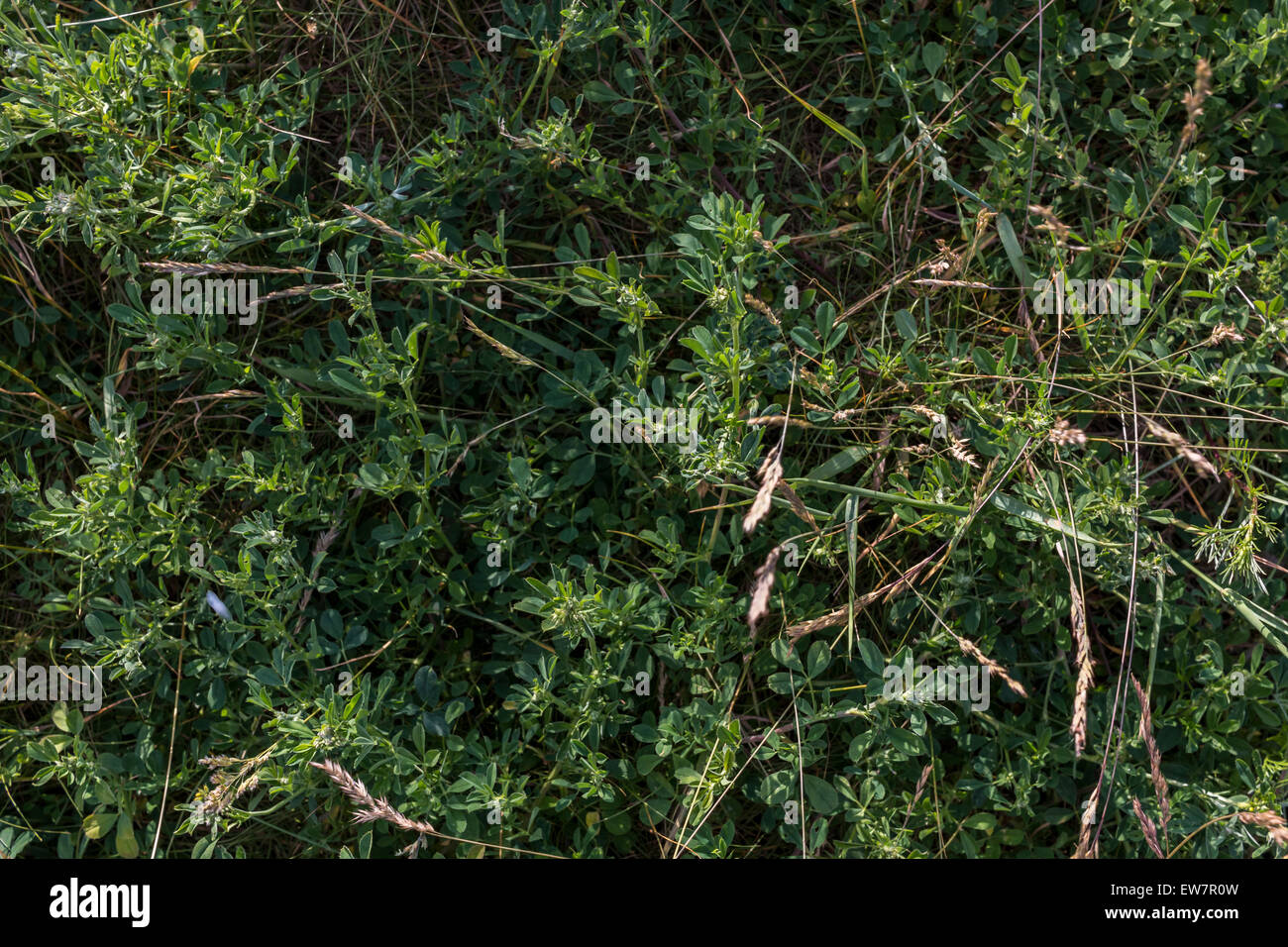 Green Plants Grass Texture Background Closeup Wet Swamp Places Stock ...