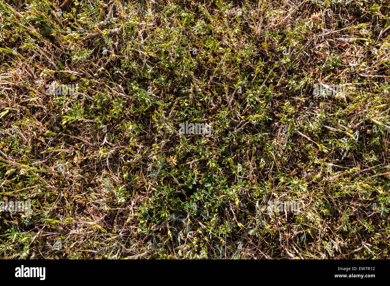 Moss and grass texture background Stock Photo - Alamy