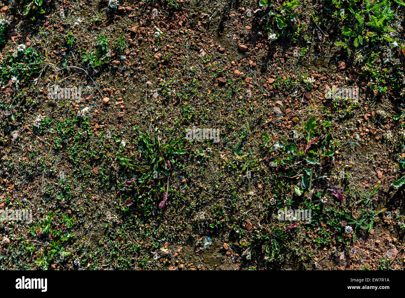 Green Grass Red Stones Texture Background Sports Running Field Weeds ...