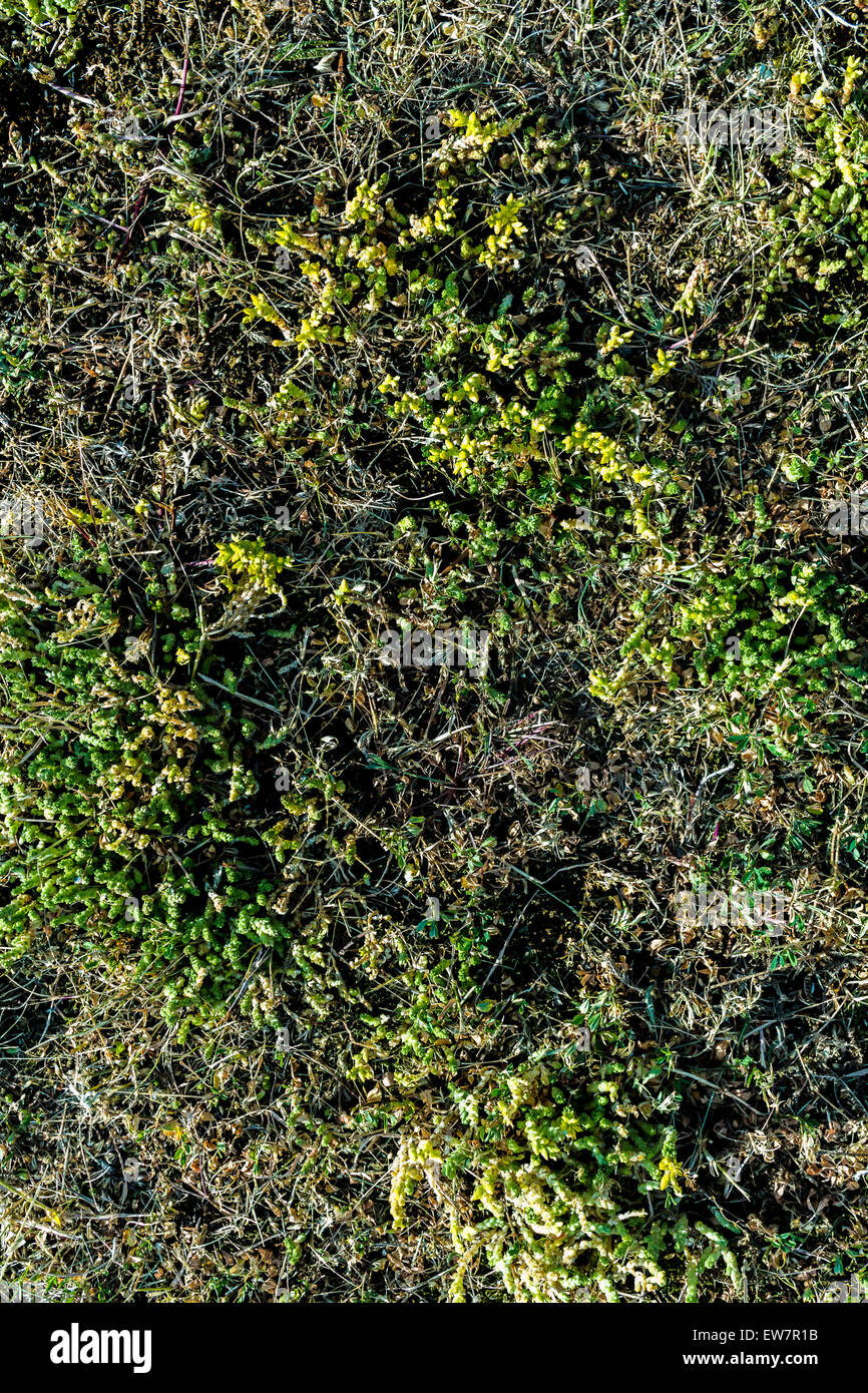 Green Grass Moss Background Texture Stock Photo - Alamy