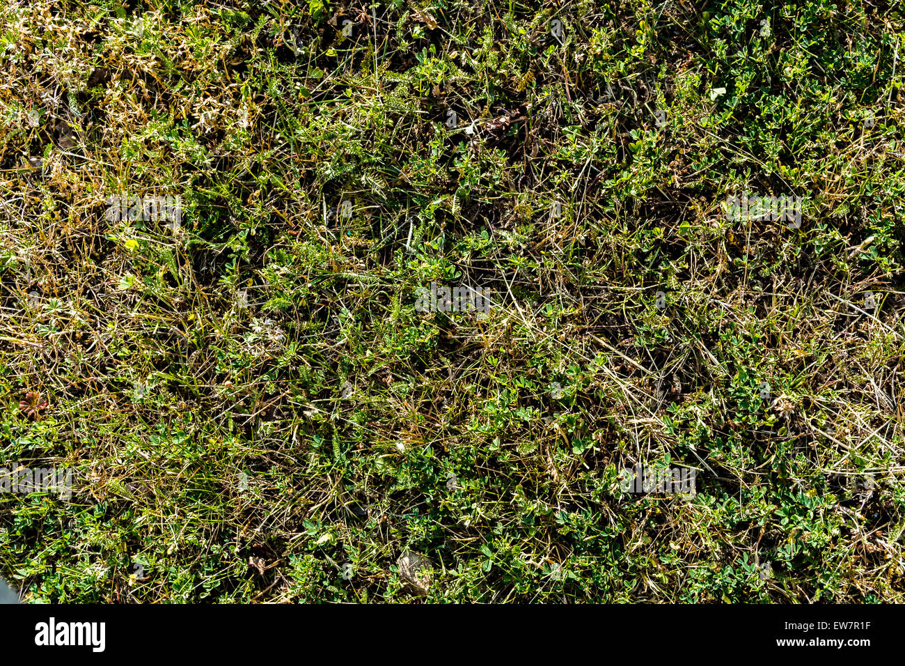 Green Grass Moss In Spring Background Texture Stock Photo - Alamy