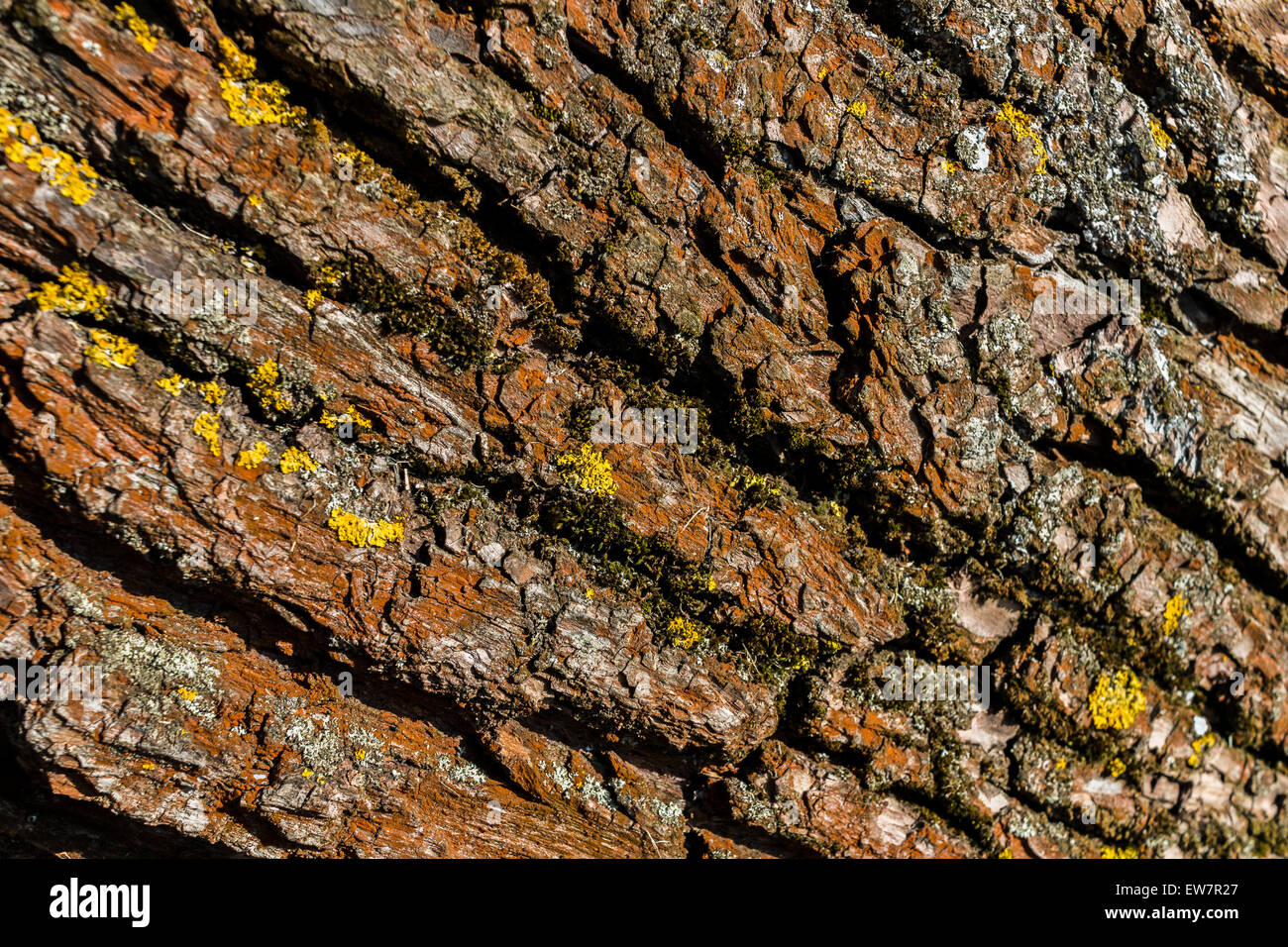 Old Bark Texture High Resolution Stock Photography and Images - Alamy