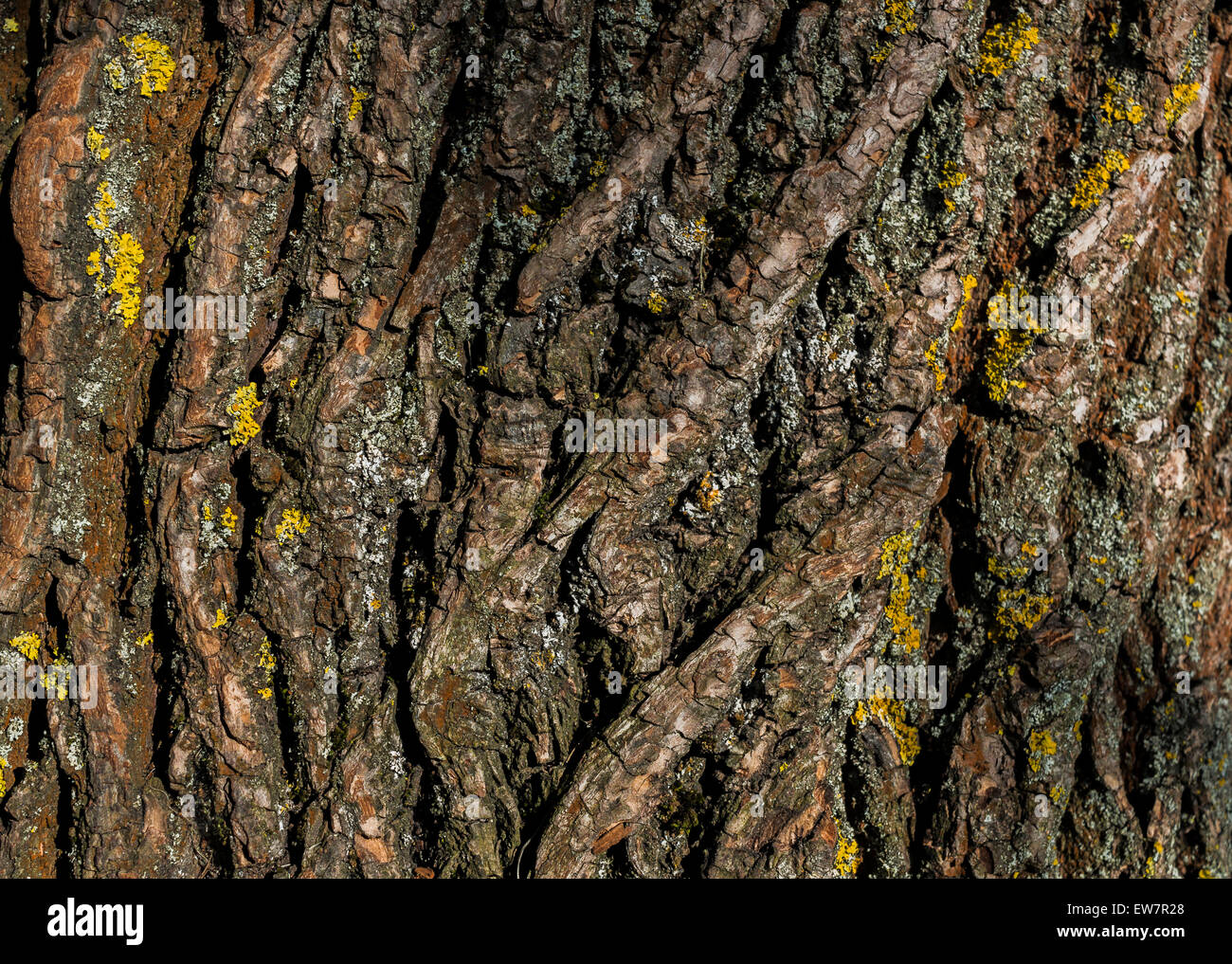 Old Bark Texture High Resolution Stock Photography and Images - Alamy