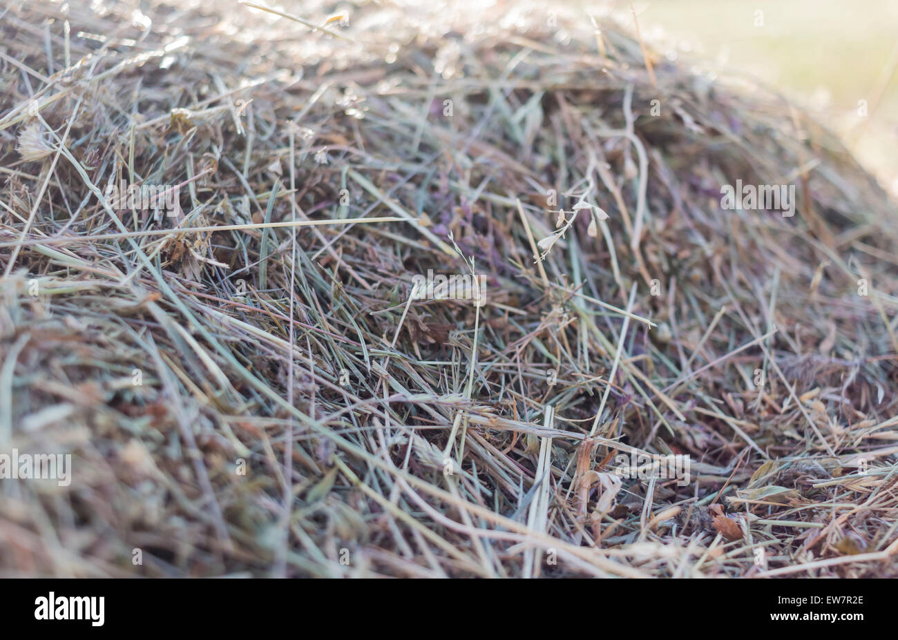 Dry Hay Texture Background Closeup Latvia Countriside Scot Food Animal ...