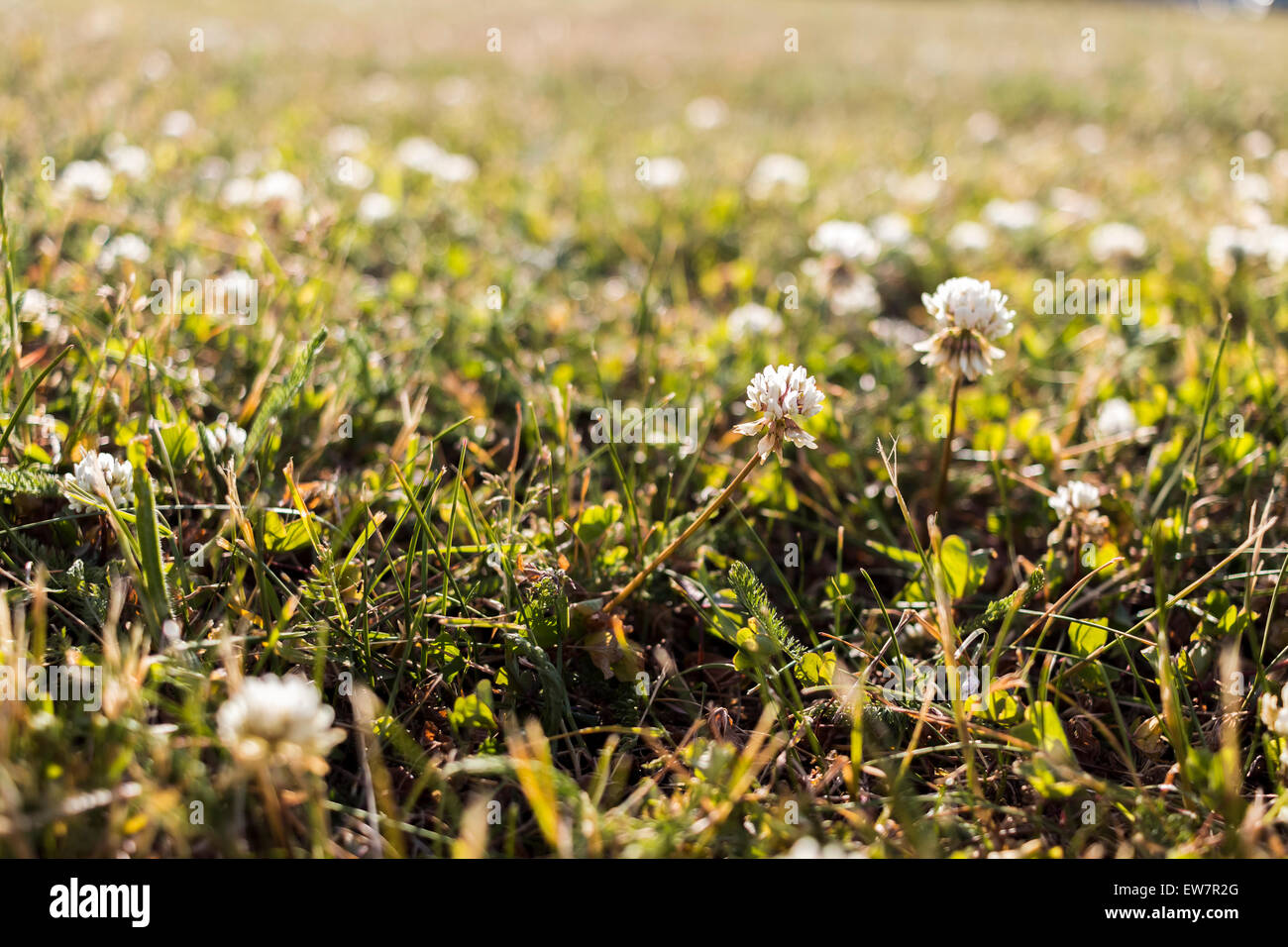 White Shamrock Meadow Background Stock Photo - Alamy