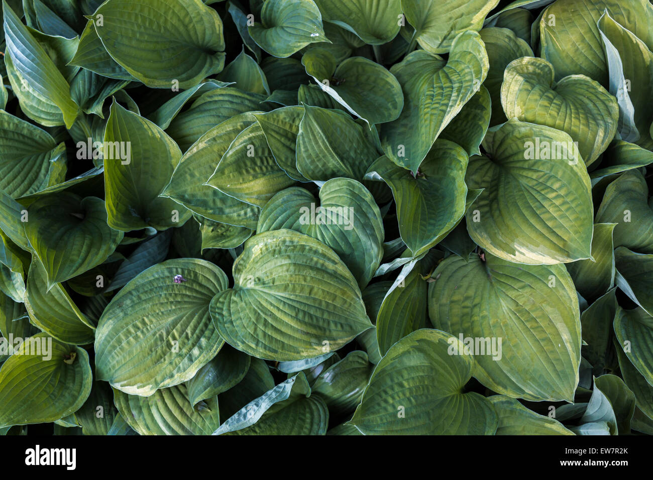 Hosta Green Plants Background Garden Stock Photo - Alamy