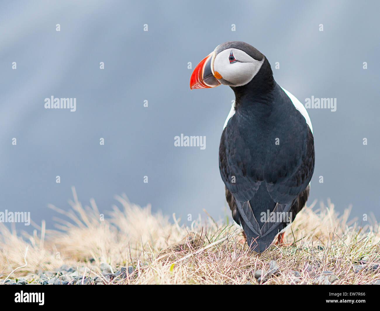 Puffin head in profile hi-res stock photography and images - Alamy