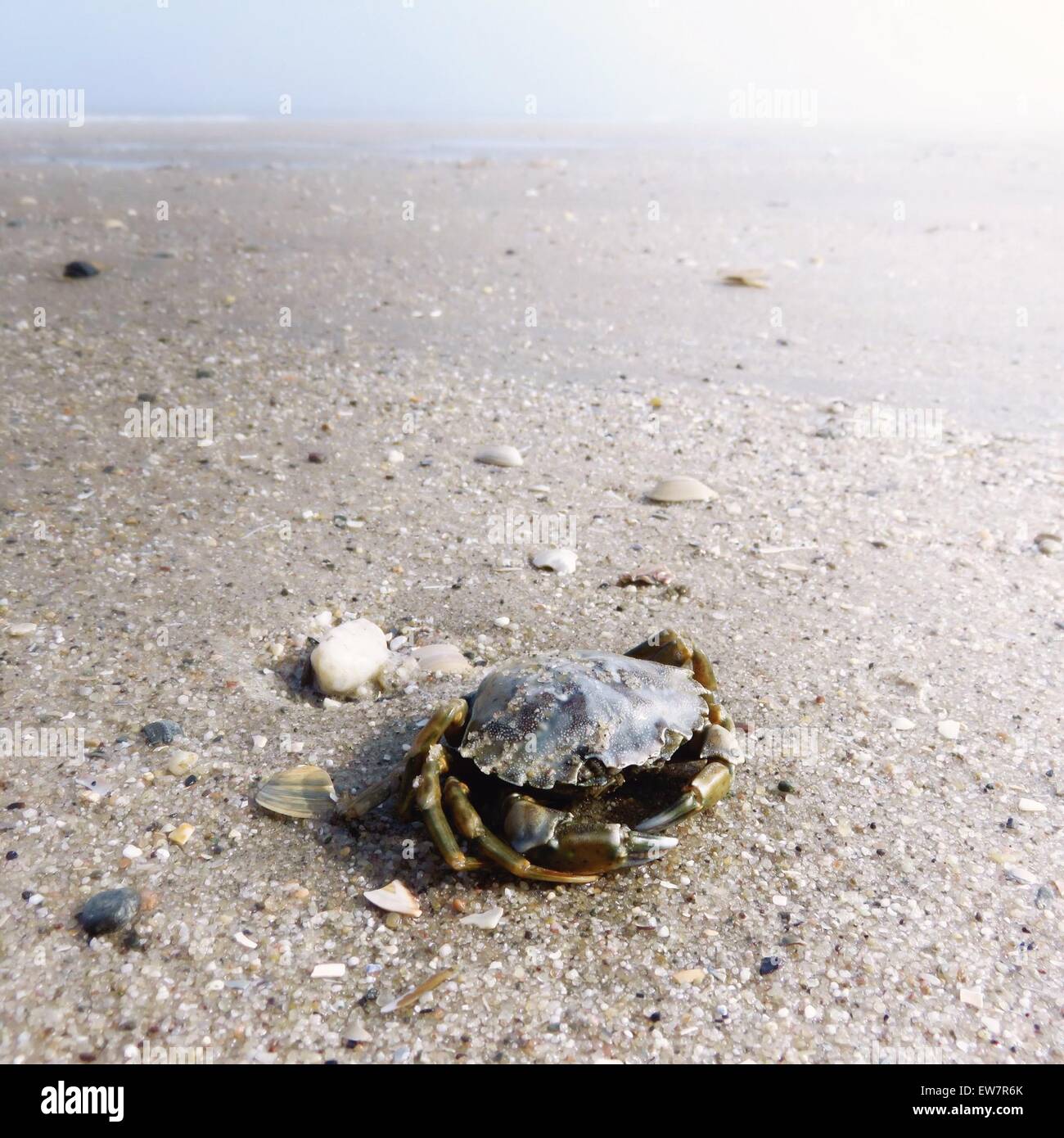 Crab on the beach, Hook of Holland, The Netherlands Stock Photo - Alamy