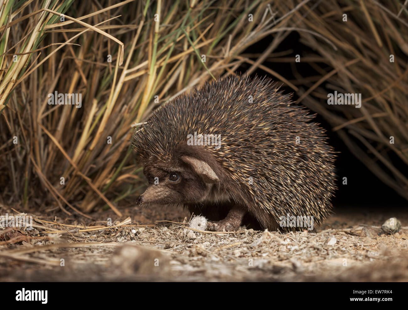 Close-up of a Desert hedgehog (Paraechinus aethiopicus), Sharjah, UAE ...
