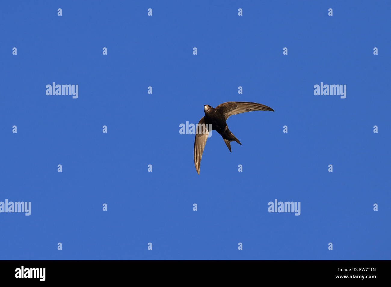 Common swift apus apus hi-res stock photography and images - Alamy