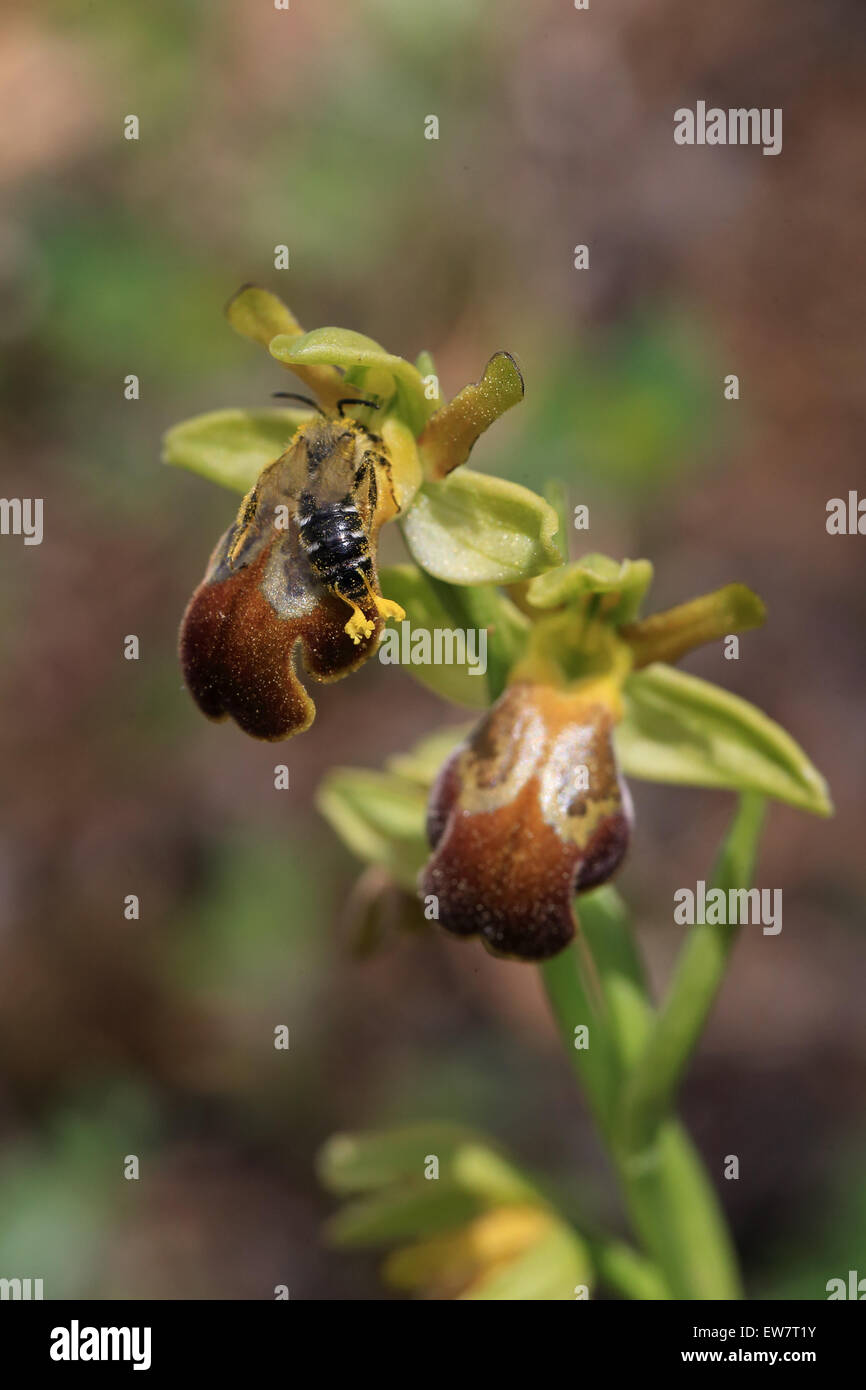 Orchid pollinators hi-res stock photography and images - Alamy