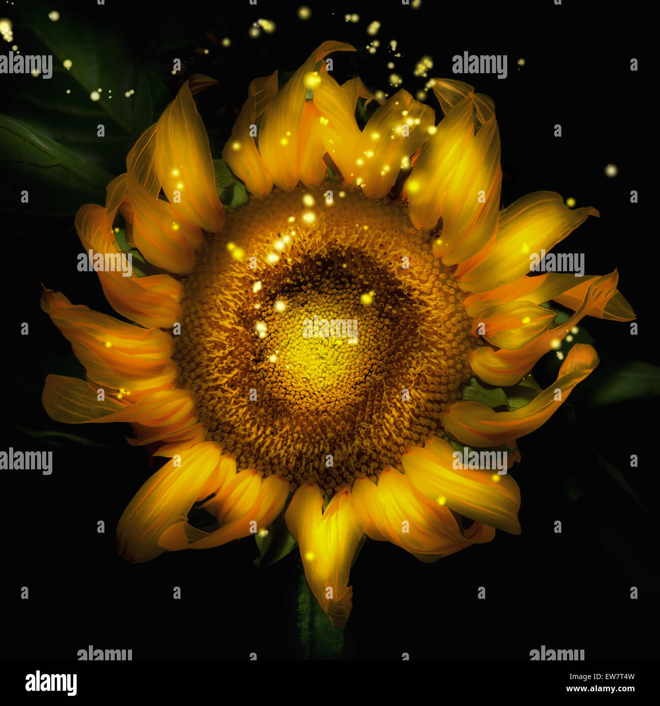 Back lit flower hi-res stock photography and images - Alamy