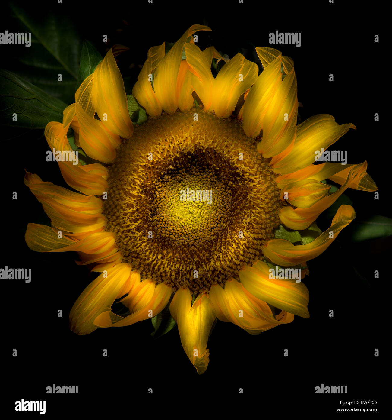 Close up of a sunflower head Stock Photo - Alamy
