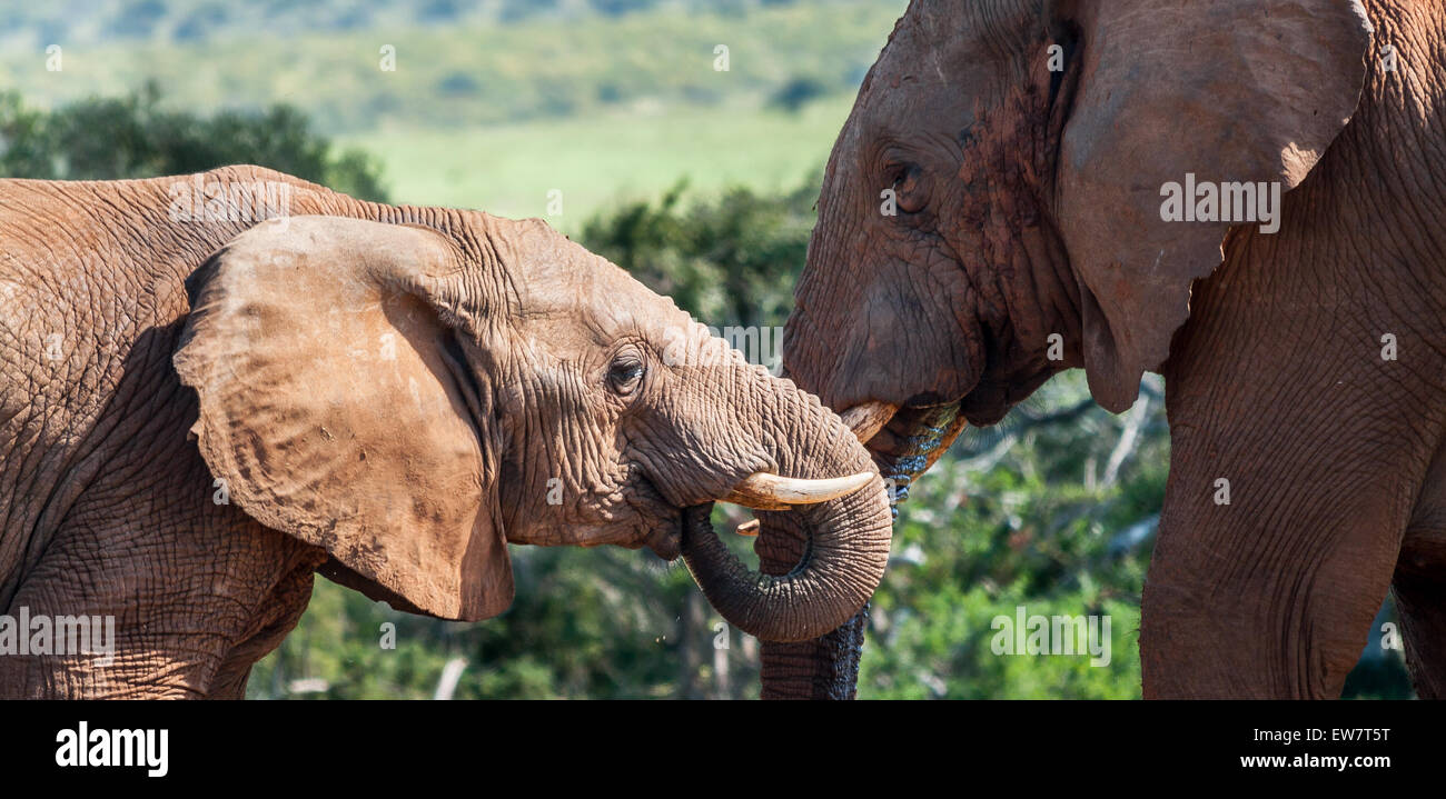 Female elephant hi-res stock photography and images - Alamy