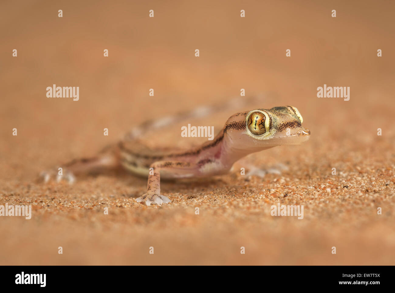 Arabian sand gecko hi-res stock photography and images - Alamy