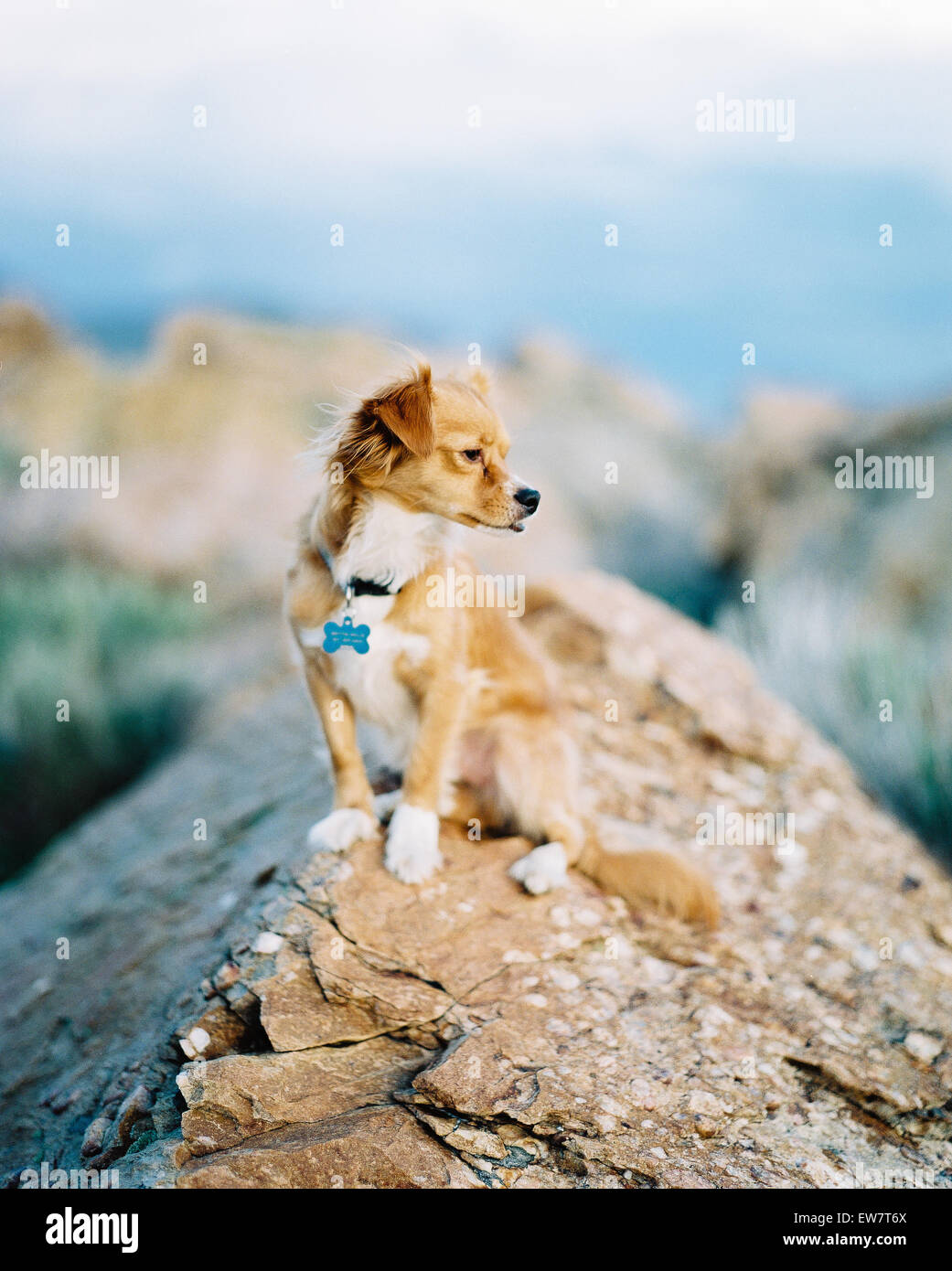 Dog sitting on a rock Stock Photo - Alamy