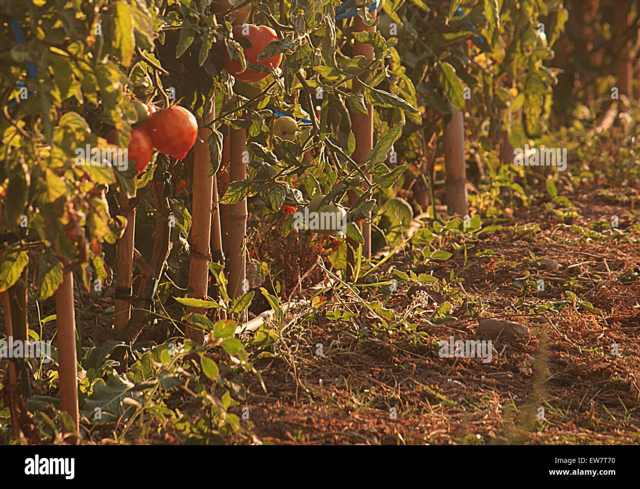 Rows of tomato plants Stock Photo - Alamy