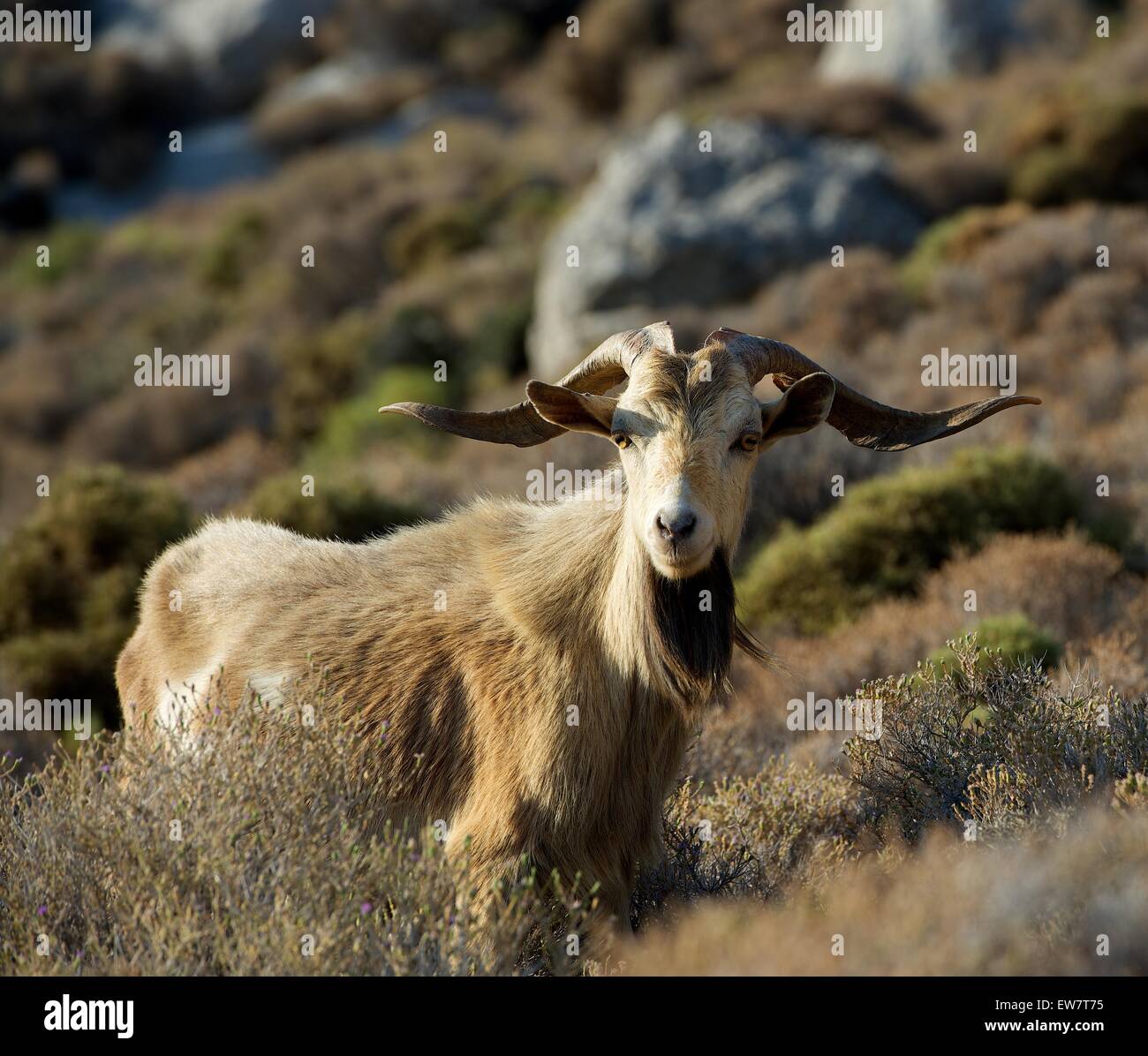 Goat standing hi-res stock photography and images - Alamy