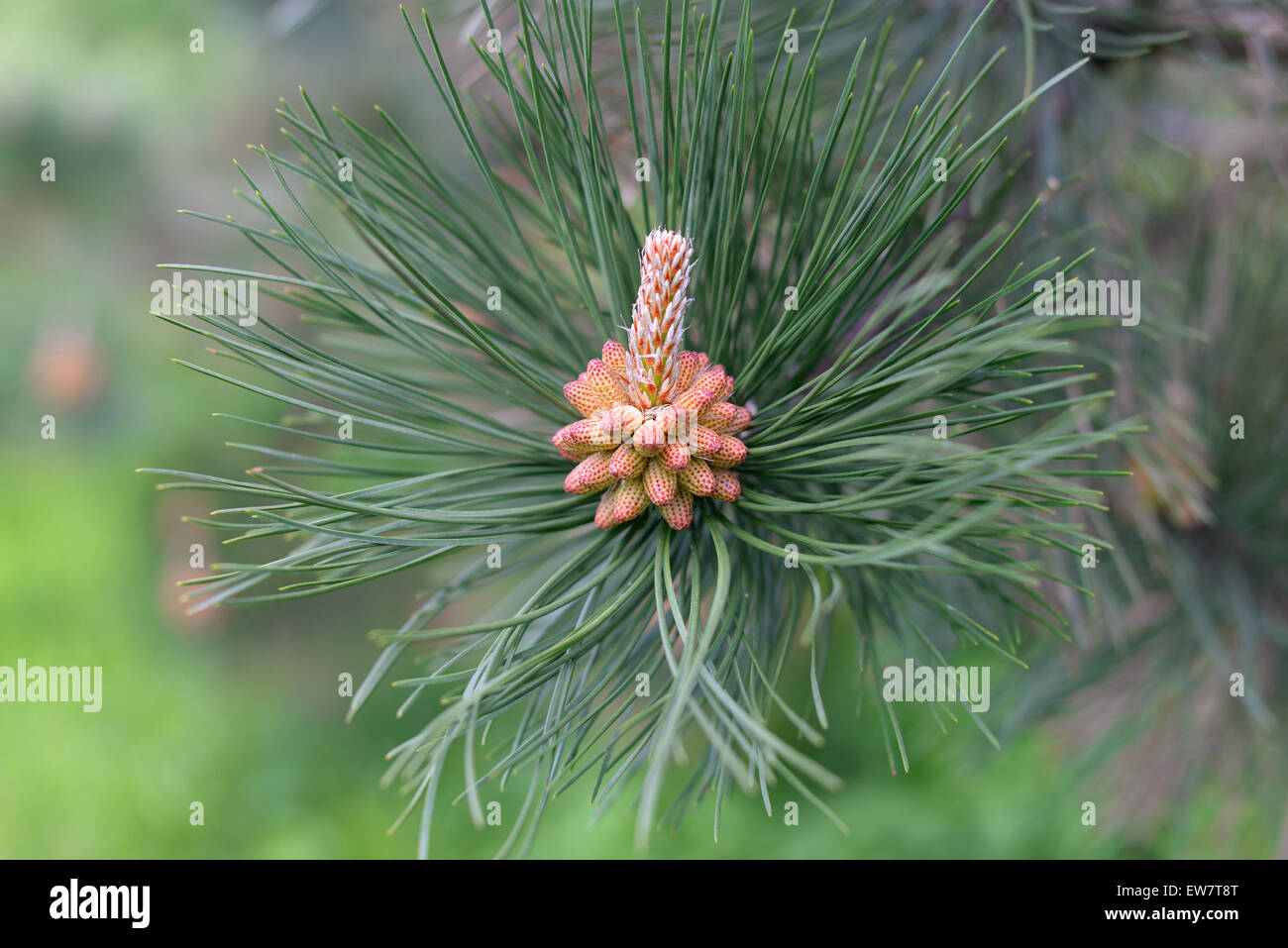 Pine Tree branch with Flower which will turn into a cone Stock Photo ...