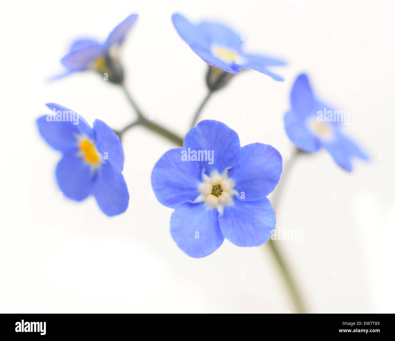Forget-me-not Victoria Blue Flower Isolated on White Background Stock ...