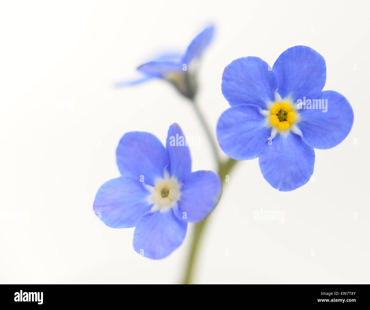 Forget-me-not Victoria Blue Flower Isolated on White Background Stock ...