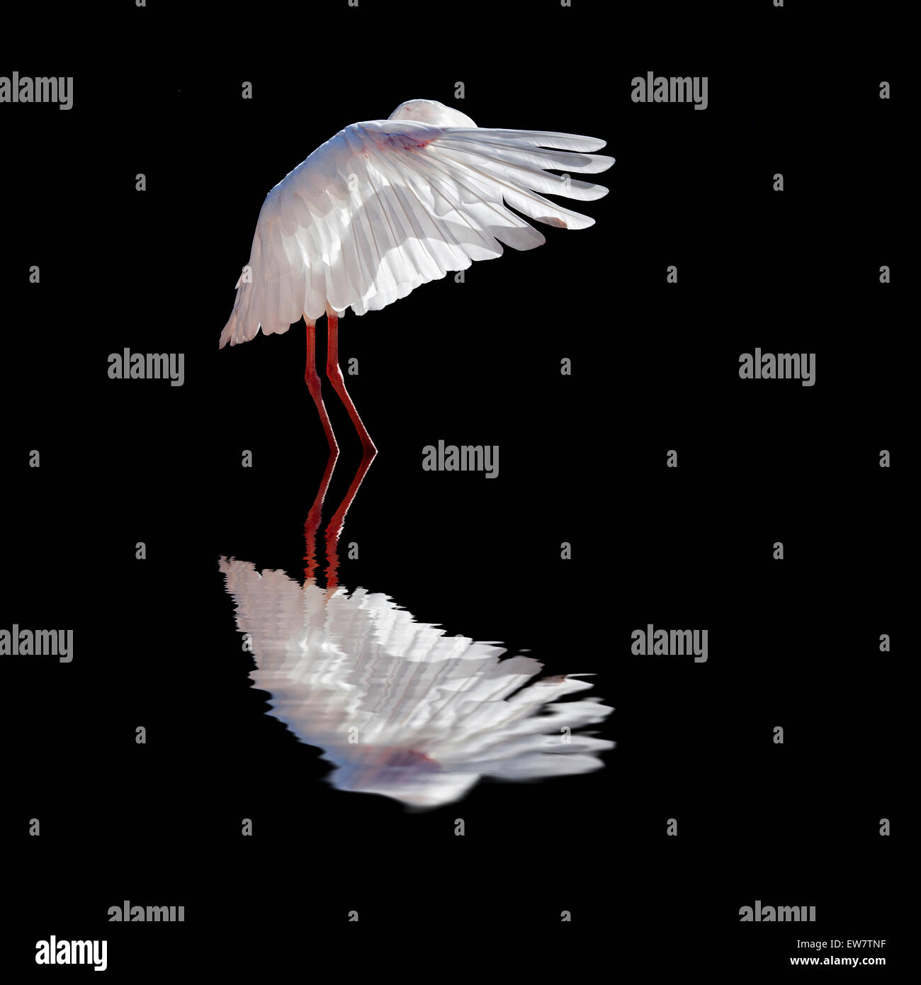 Black and white water bird hi-res stock photography and images - Alamy