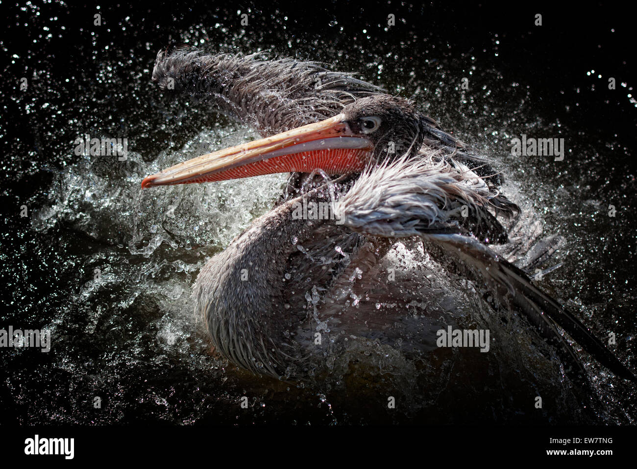 Pelican bird flapping its wings and splashing about in water Stock ...