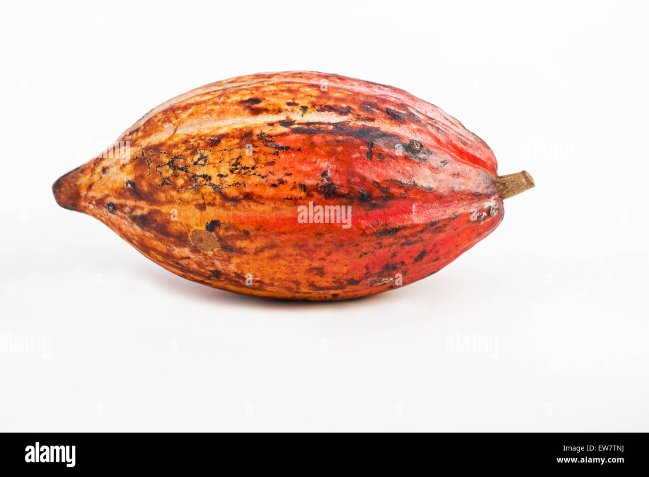 Cocoa pod on white background Stock Photo - Alamy