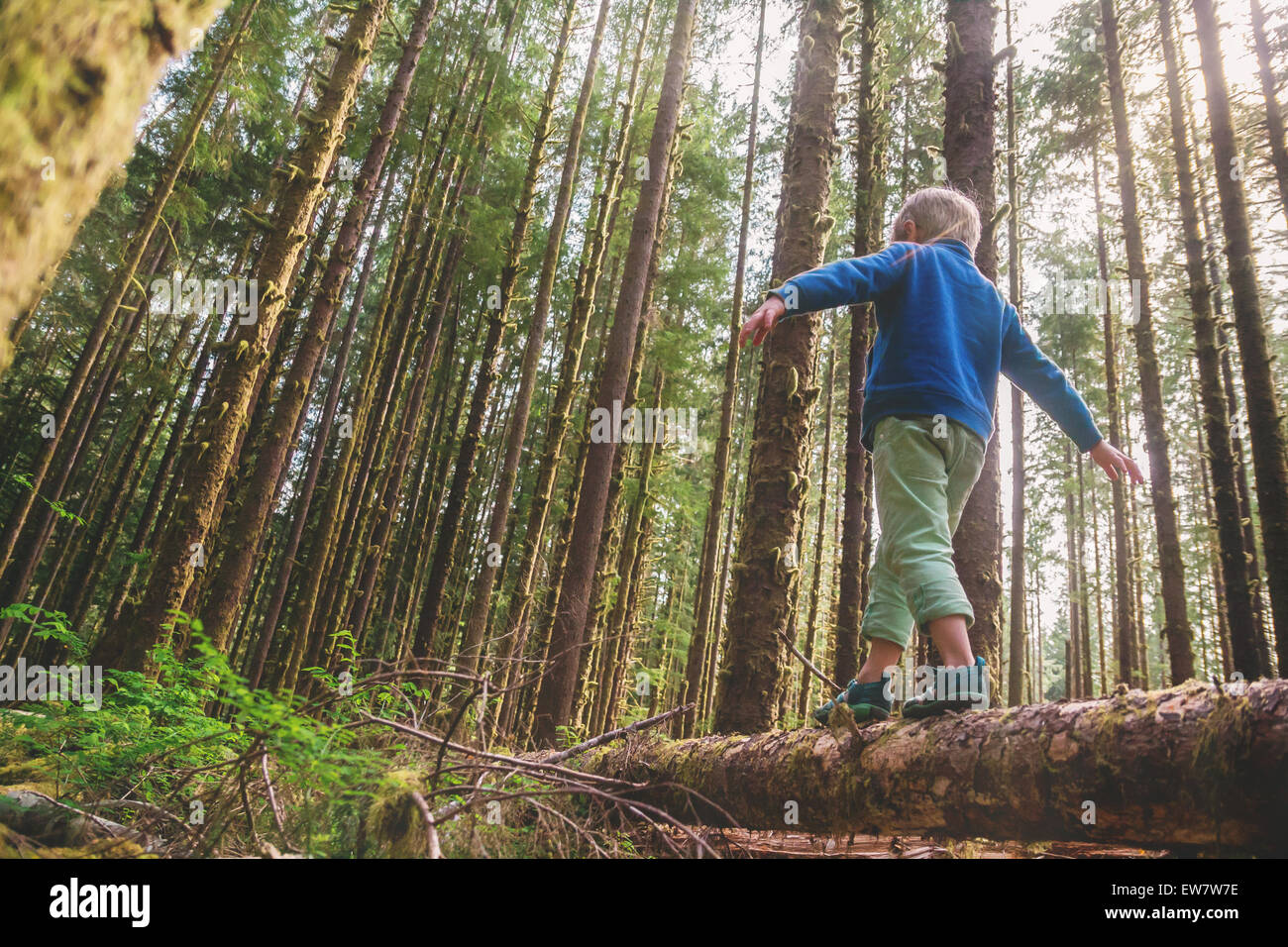 Low angle view of a boy walking across a tree trunk in the forest, USA ...