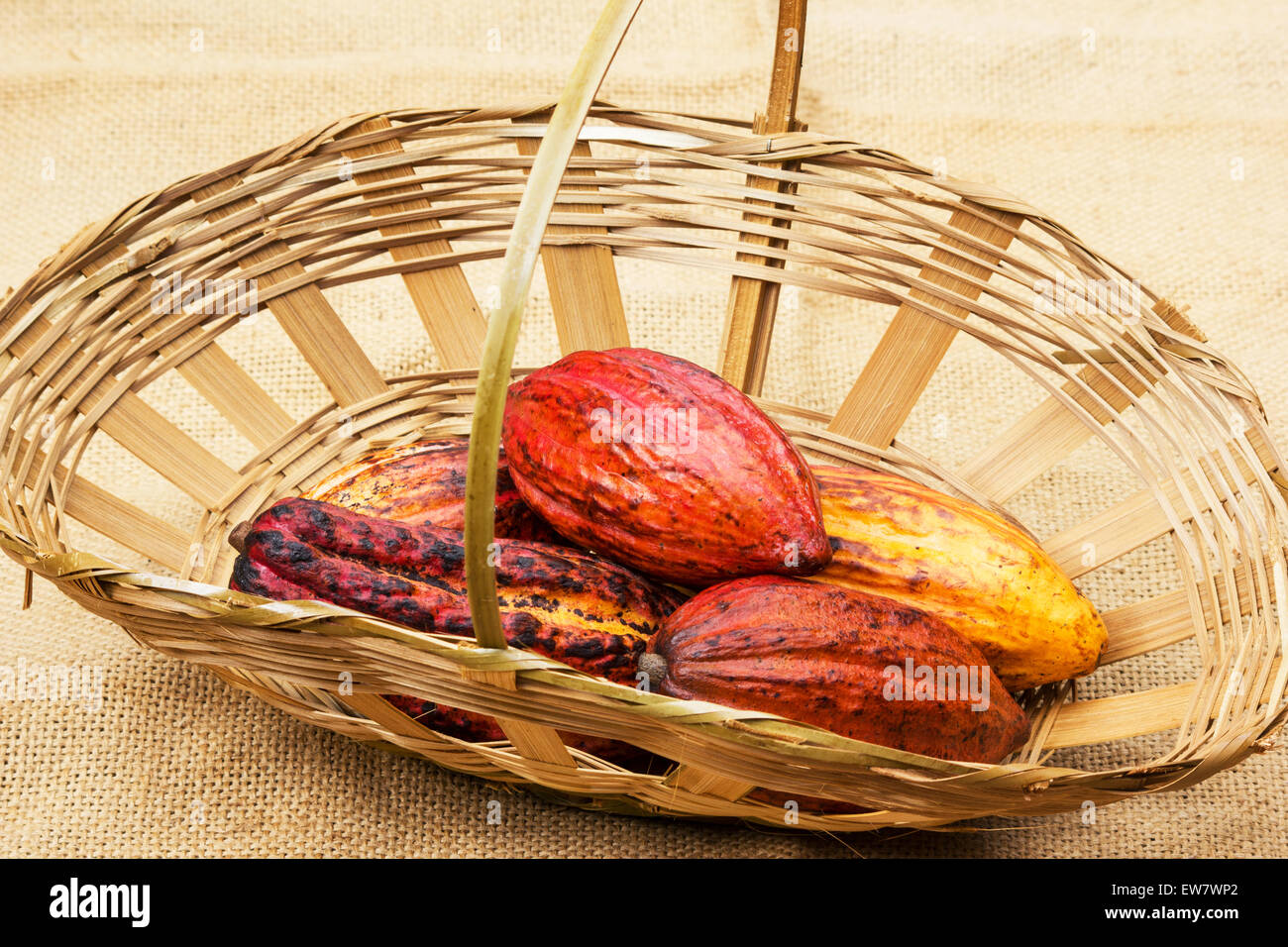 Cacao pods still life hi-res stock photography and images - Alamy