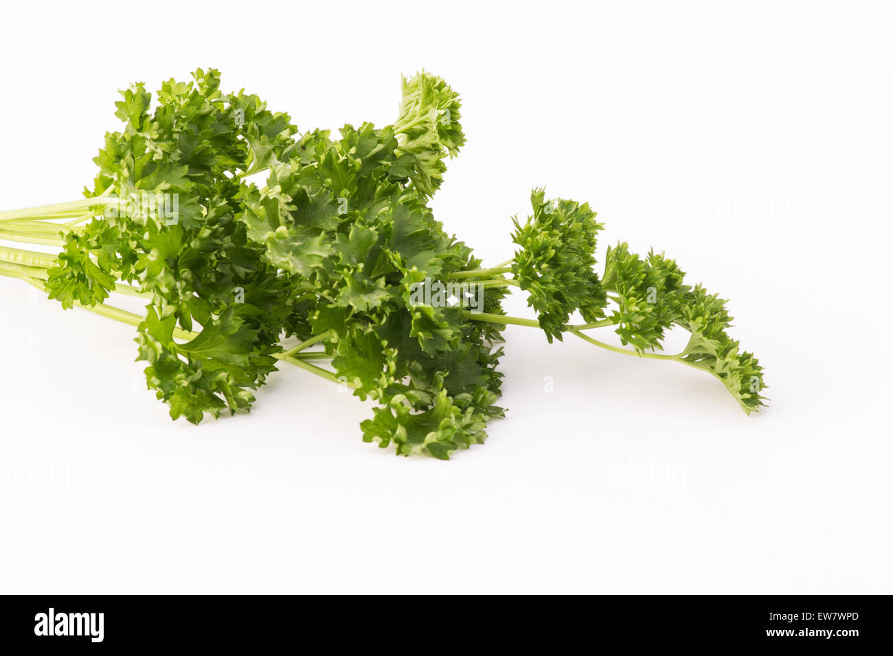 Bunch of fresh cut parsley (Petroselinum crispum) on white background ...
