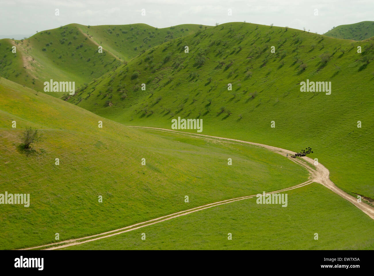 A Kuchi man drives a herd of sheep through rolling hills green from ...