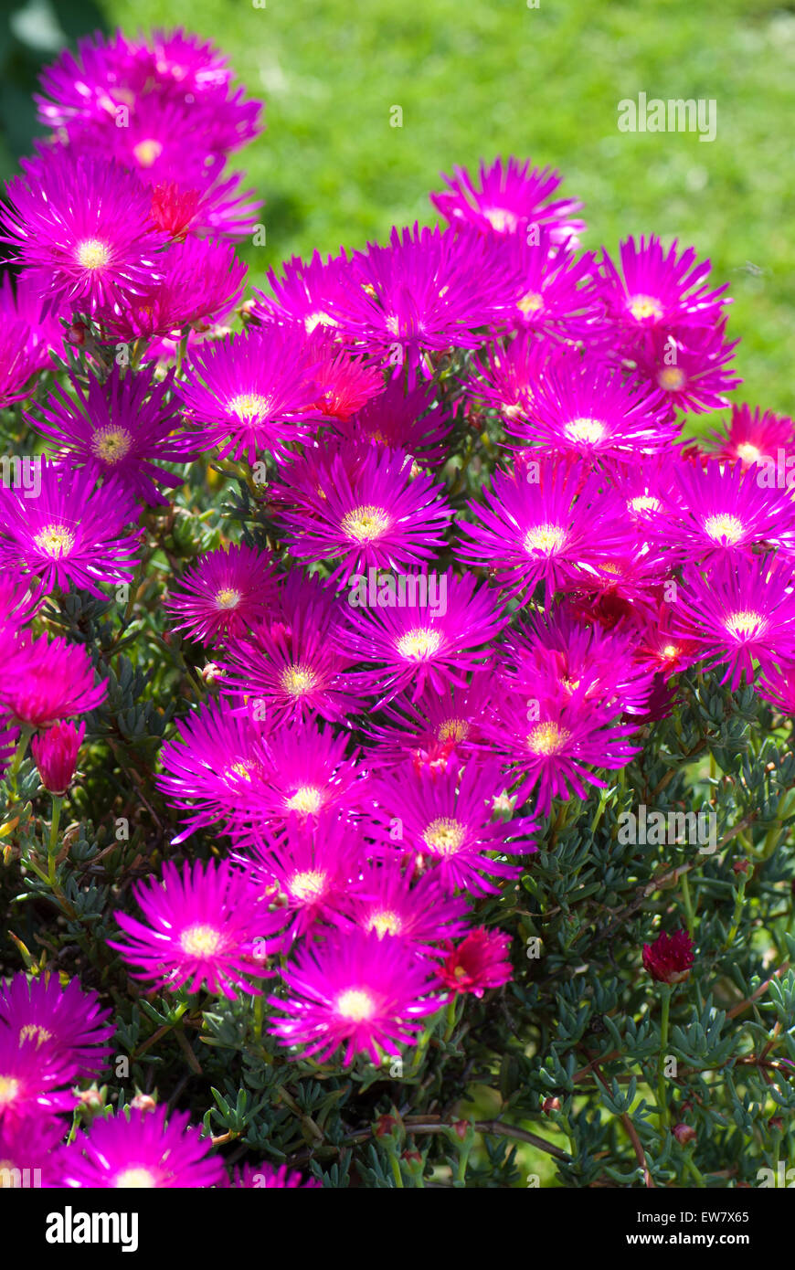 Lampranthus spectabilis, the perennial Livingstone Daisy Stock Photo ...