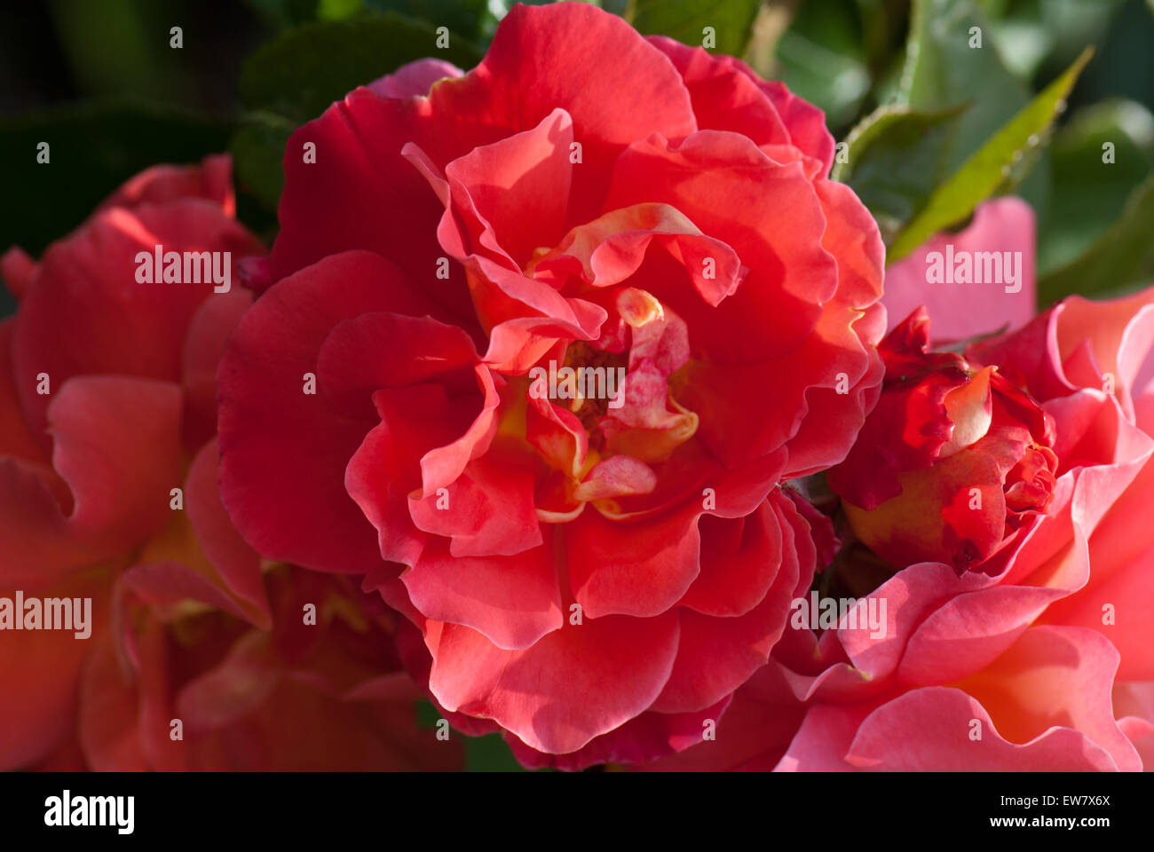 Rose Rosemary Harkness Stock Photos & Rose Rosemary Harkness Stock ...