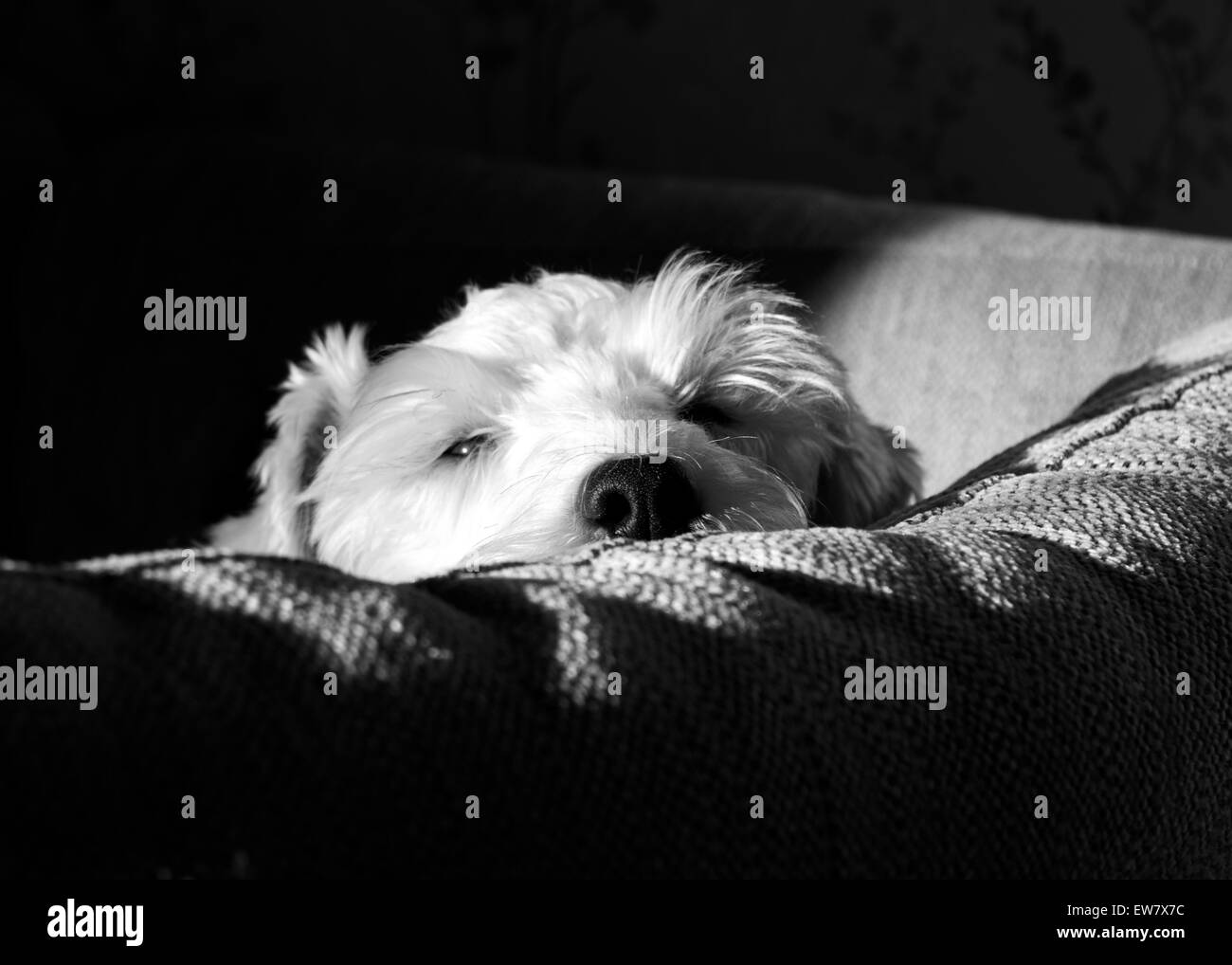 Resting his head Black and White Stock Photos & Images - Alamy