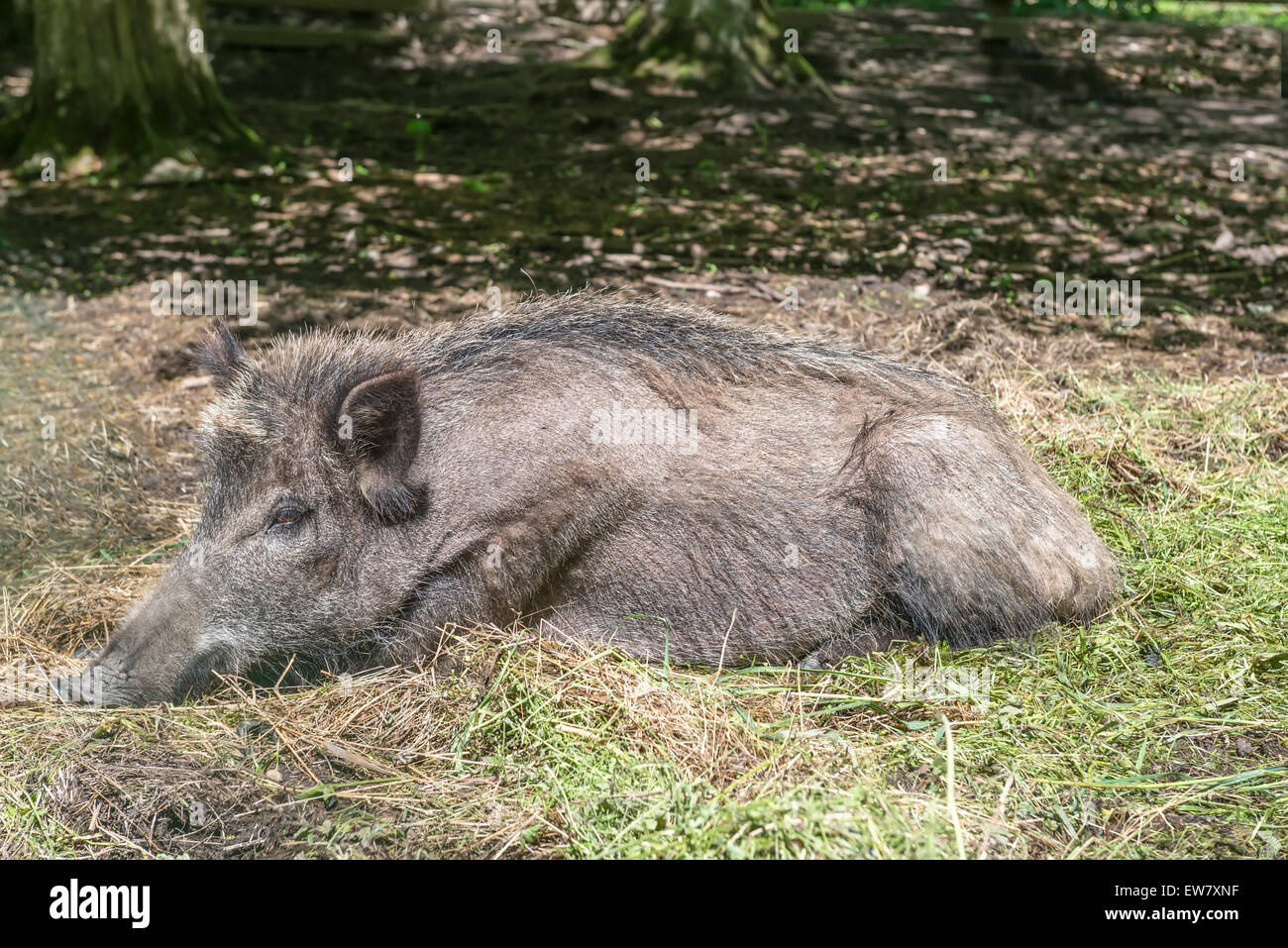Wild boar running in forest hi-res stock photography and images - Alamy