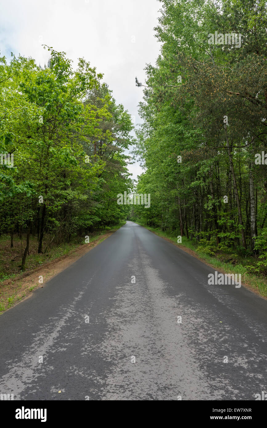 Empty straight asphalt road in a green forest Stock Photo - Alamy