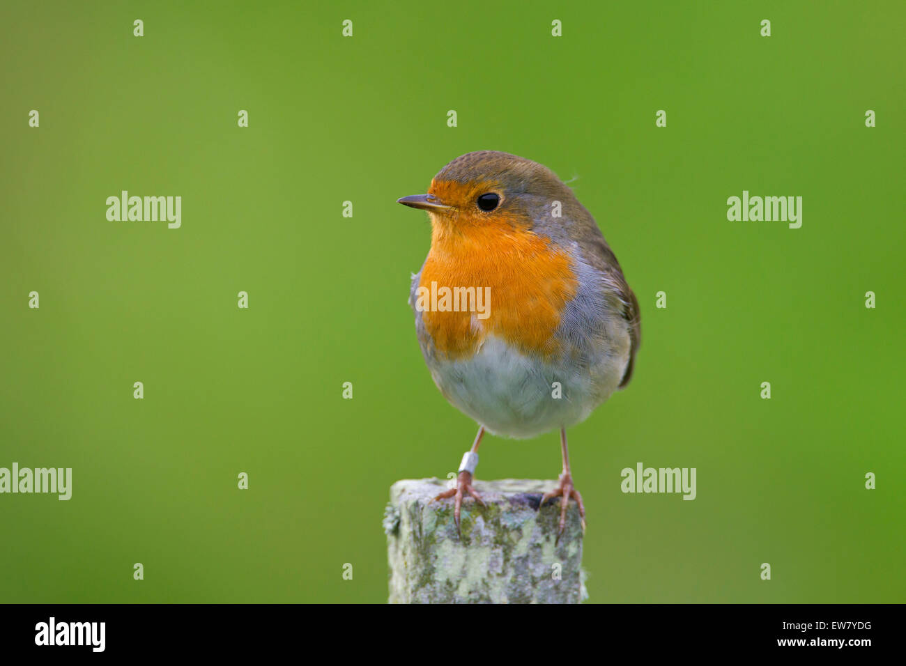 Robin birds hi-res stock photography and images - Alamy
