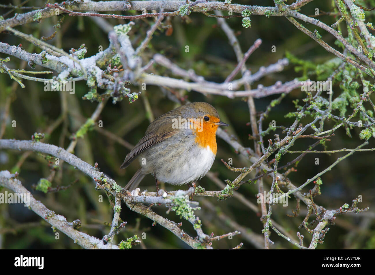 Robin with feathers fluffed up hi-res stock photography and images - Alamy