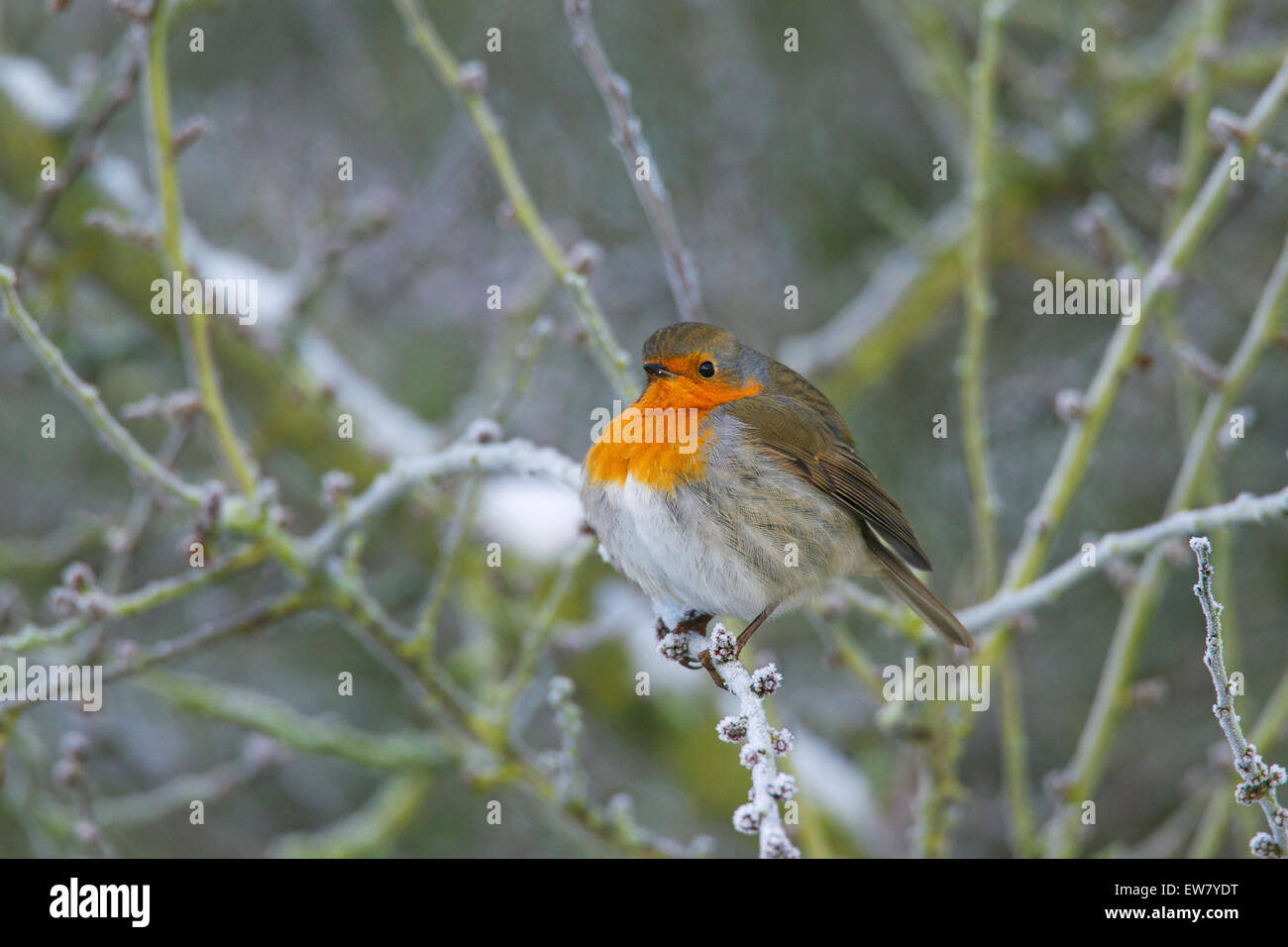 Bird with fluffed up feathers hi-res stock photography and images - Alamy