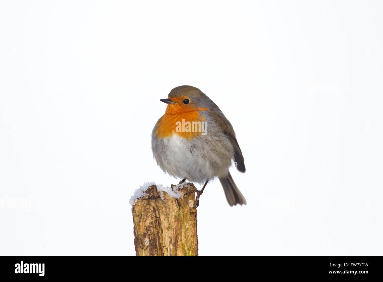Robin on fence in snow hi-res stock photography and images - Alamy