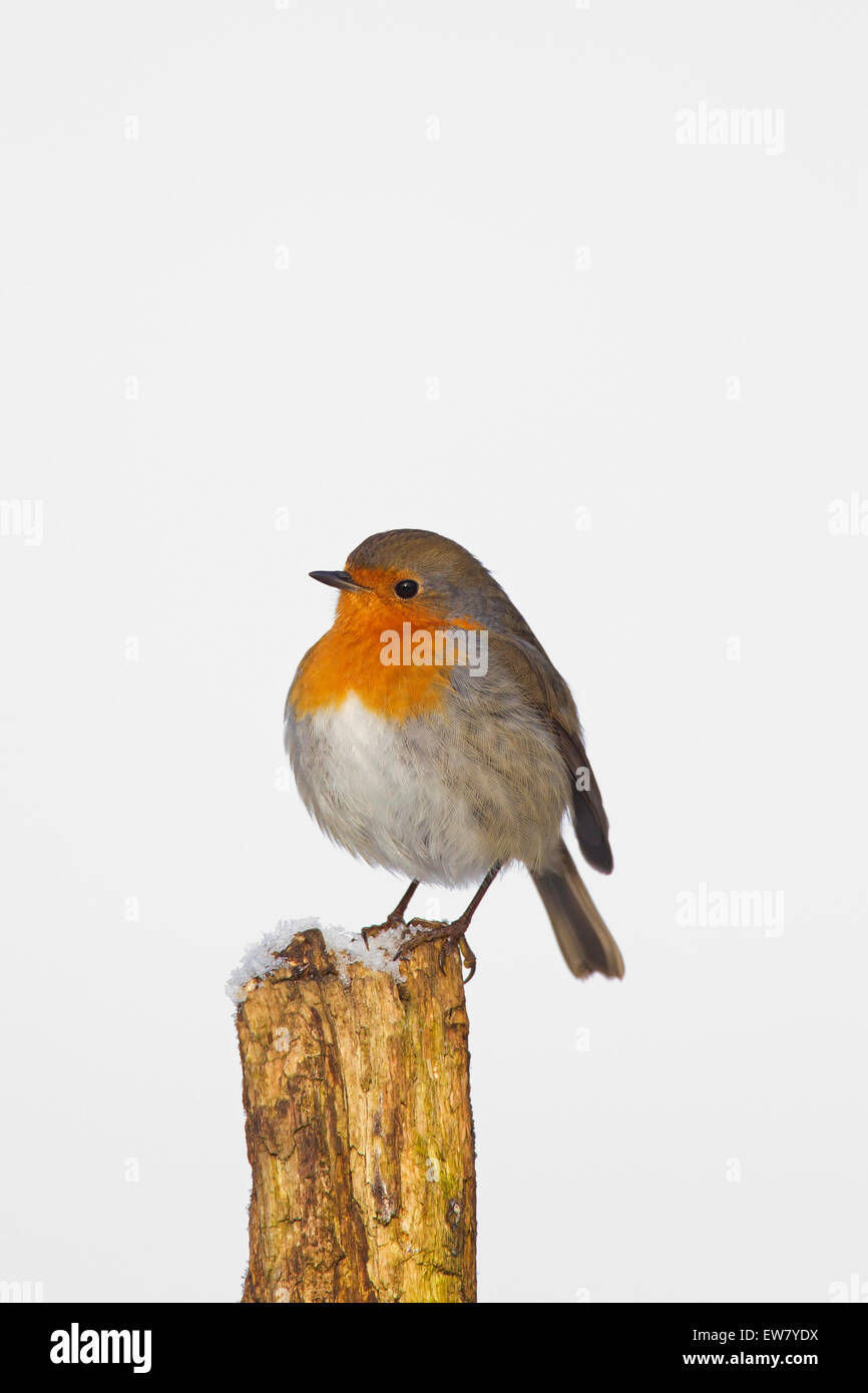 Fluffed up robin hi-res stock photography and images - Alamy