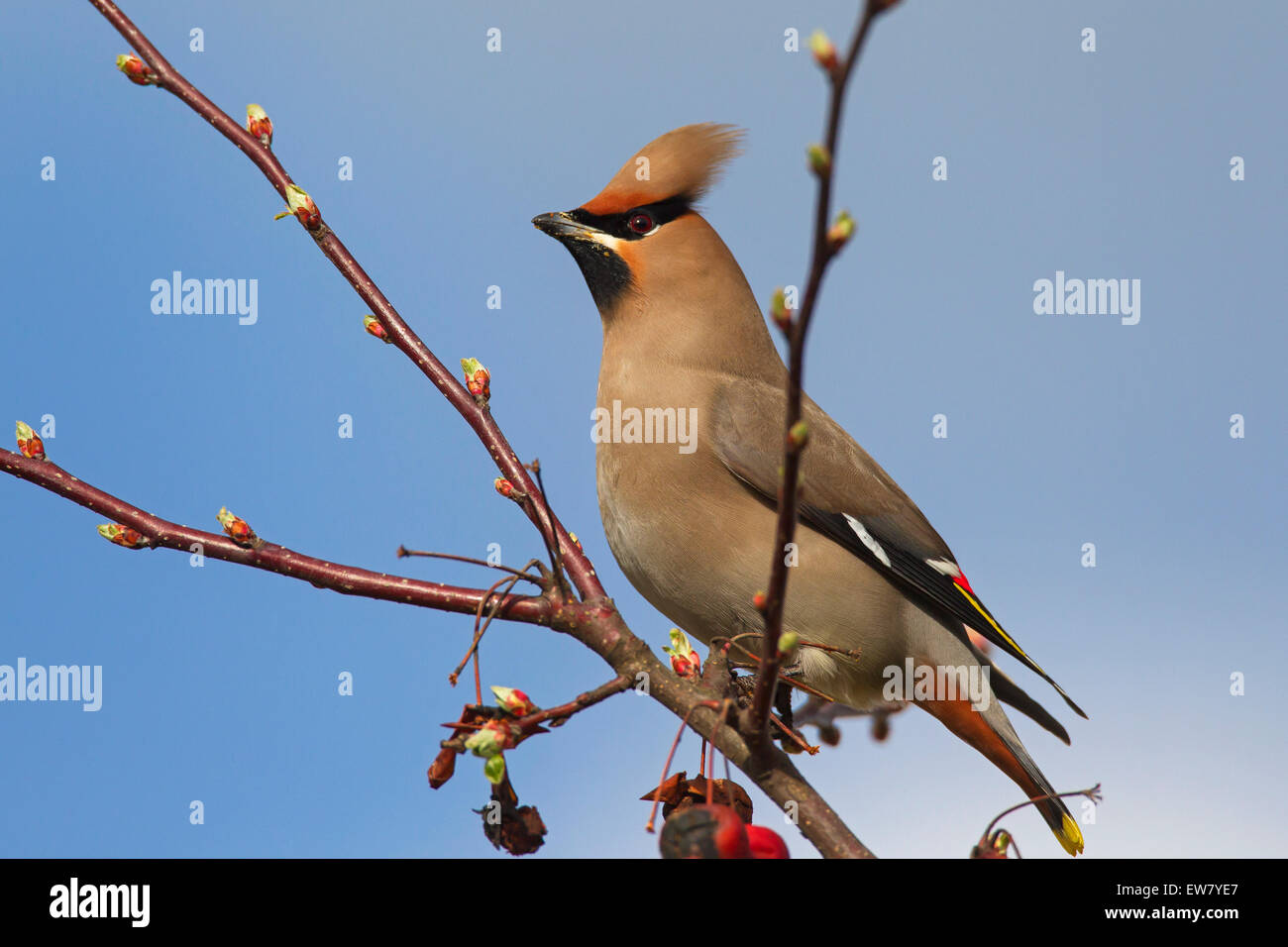 European waxwings bombycilla garrulus feeding hi-res stock photography ...
