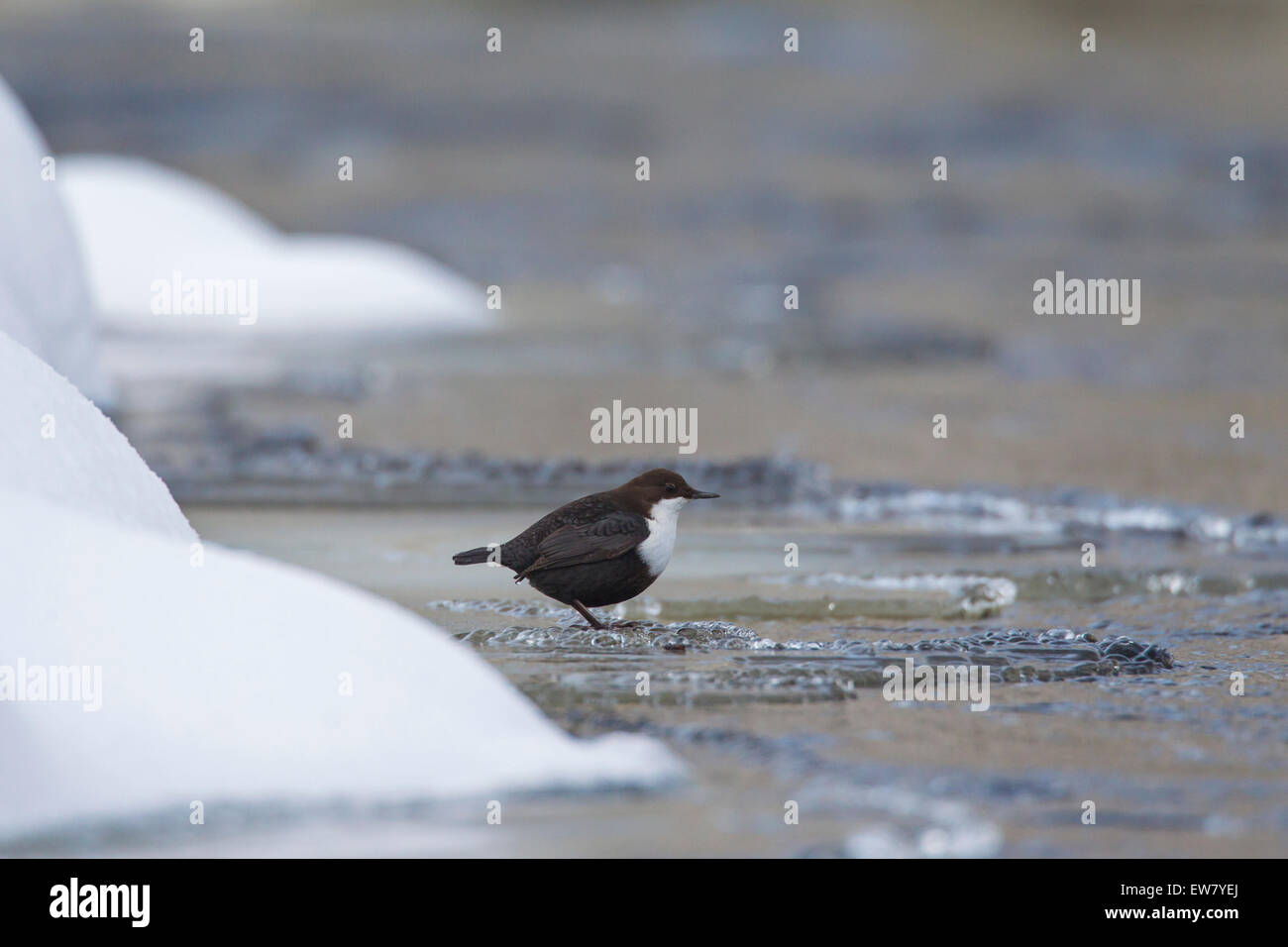 European dipper / white-throated dipper (Cinclus cinclus) standing in ...