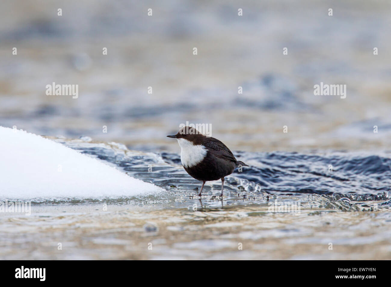 European dipper / white-throated dipper (Cinclus cinclus) standing in ...
